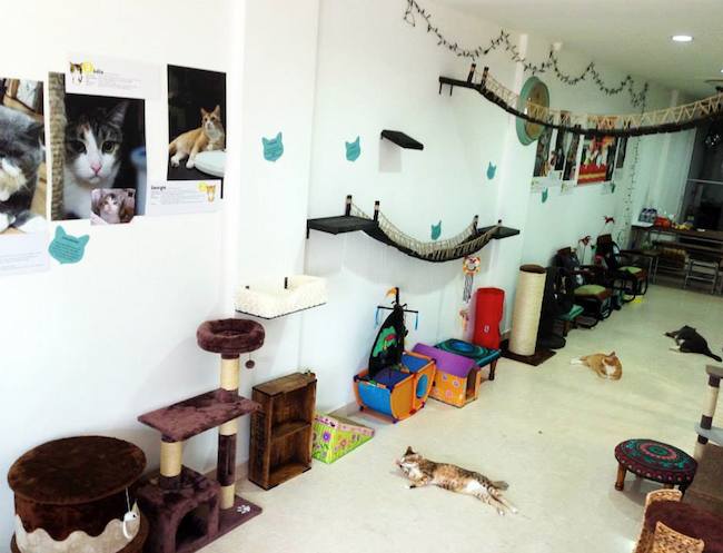 The Cat Museum Opens | What's On | HoneyKids Asia