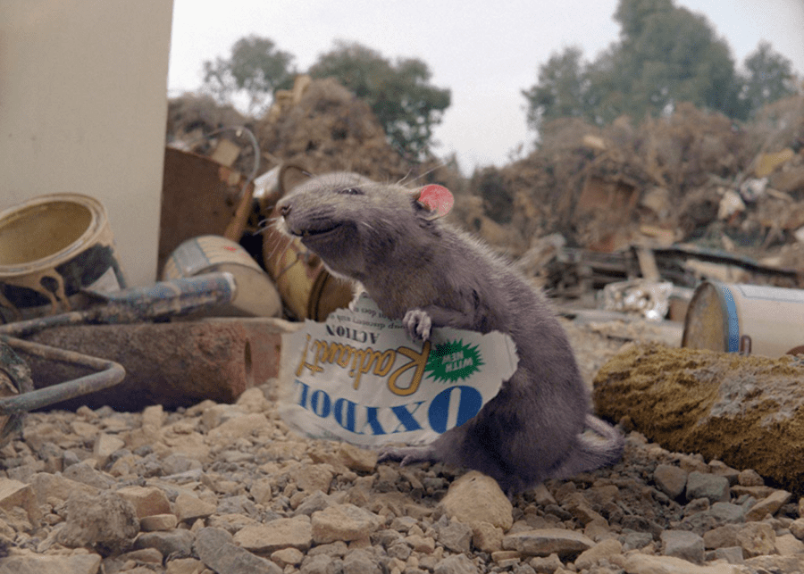 Usher in the Year of the Rat with these heartwarming films about ...